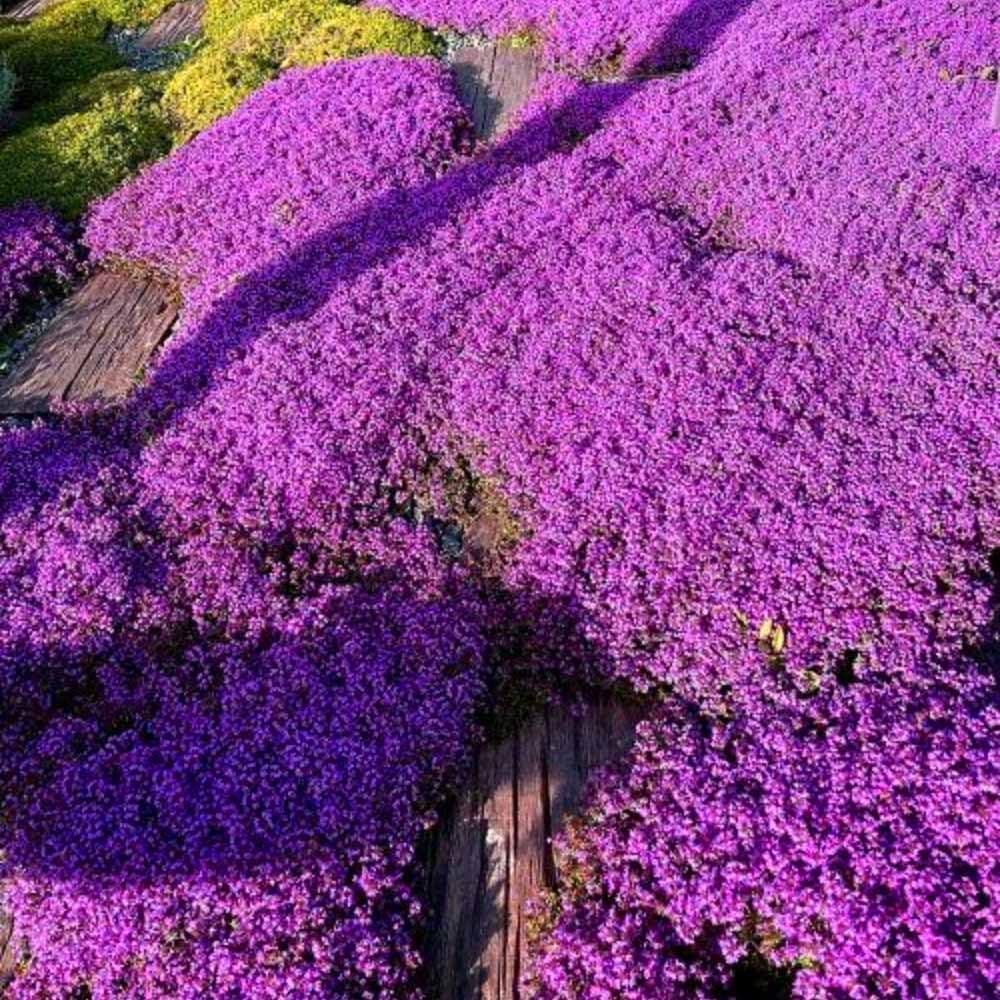 Creeping Thyme Homegrown Seeds Easy to Plant and Grow Non-GMO Perennia ...
