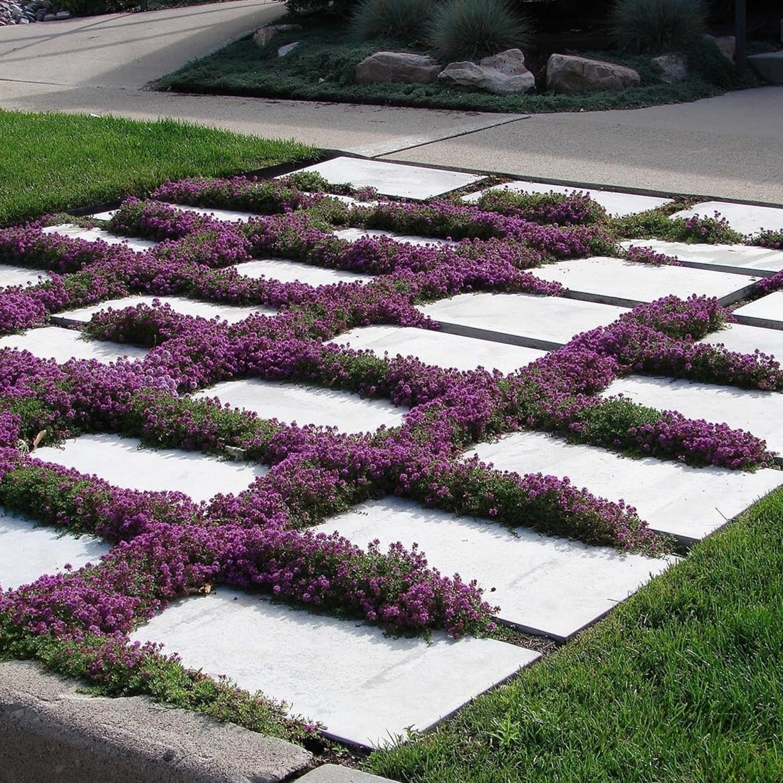 Creeping Thyme Seeds | Homegrown Premium Seeds in San Diego, CA
